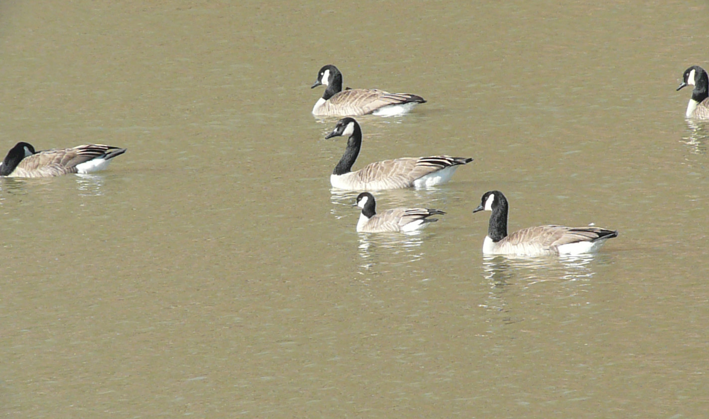 Hunting - Fort Campbell - iSportsman